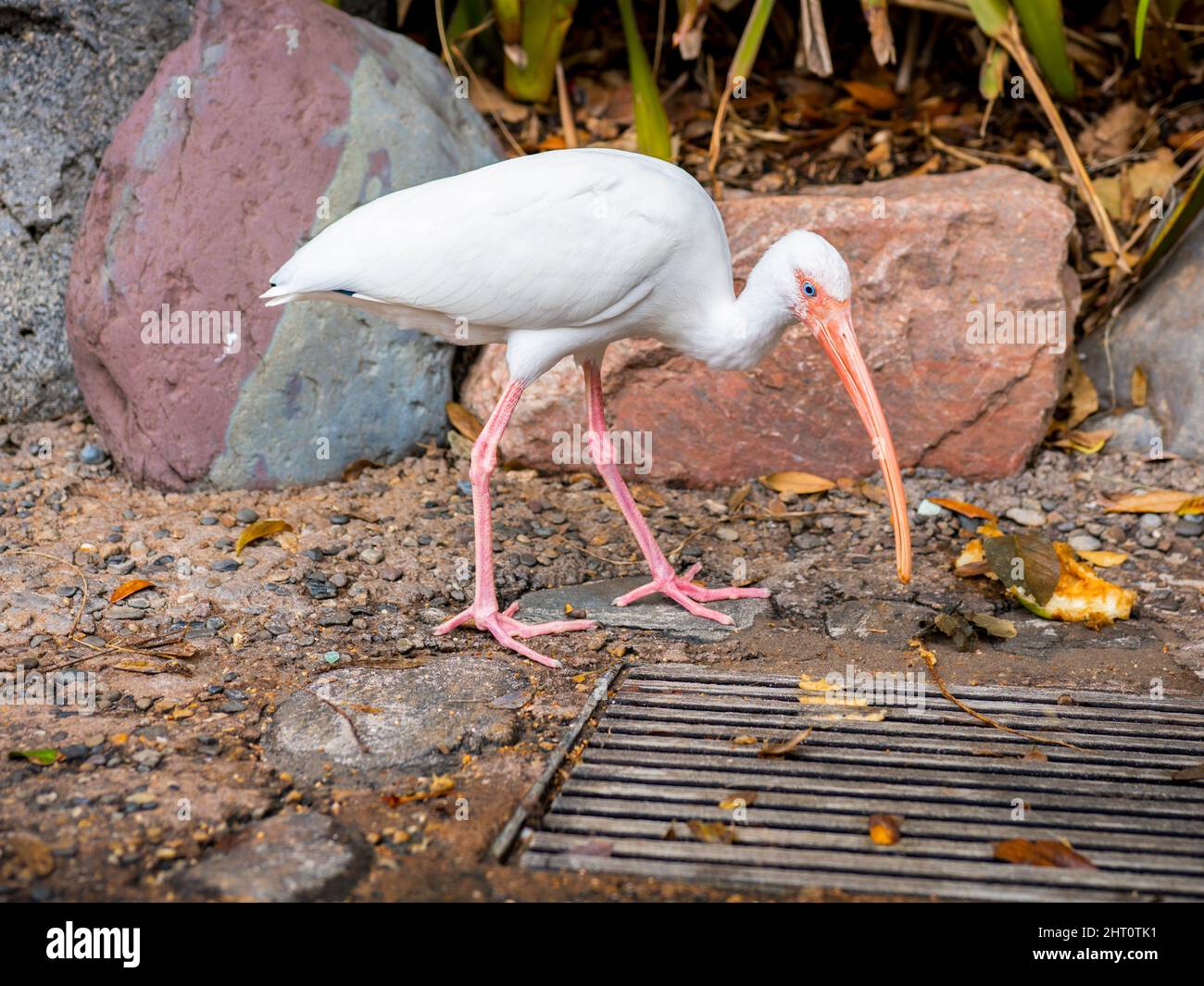 Scavenging dell'ibis bianco immagini e fotografie stock ad alta ...