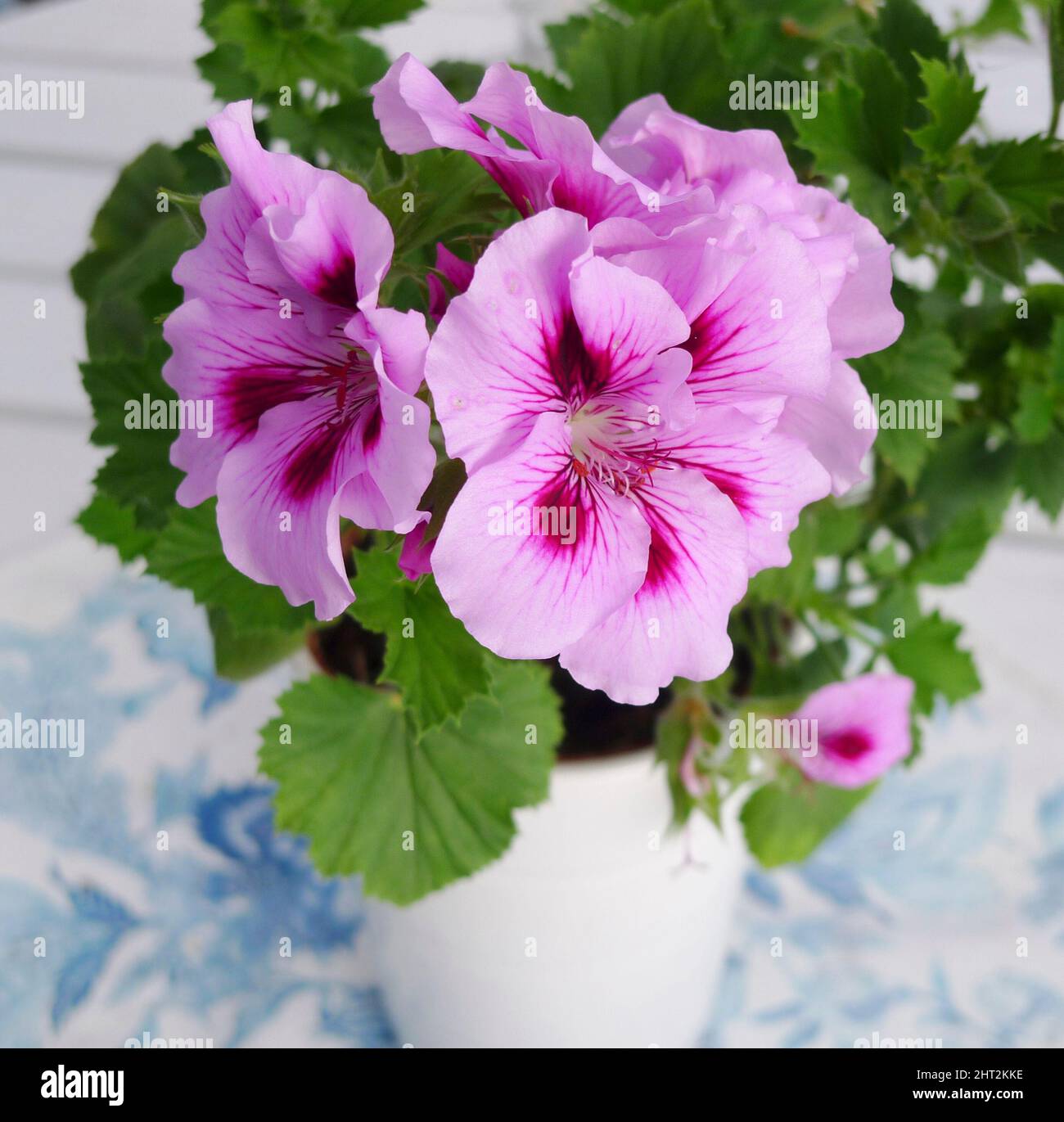 Pianta in vaso rosa immagini e fotografie stock ad alta risoluzione - Alamy