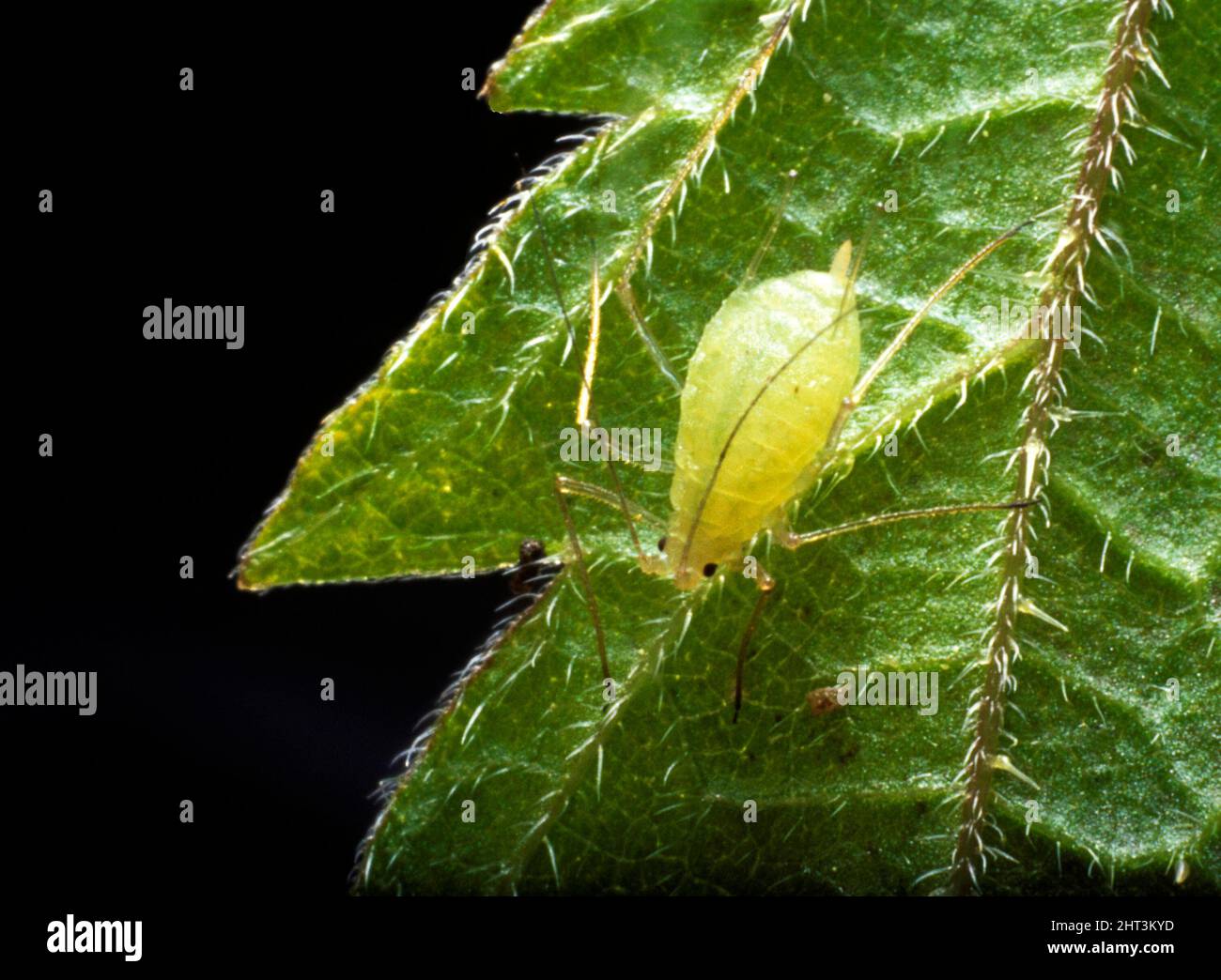 Insetto afide immagini e fotografie stock ad alta risoluzione - Alamy
