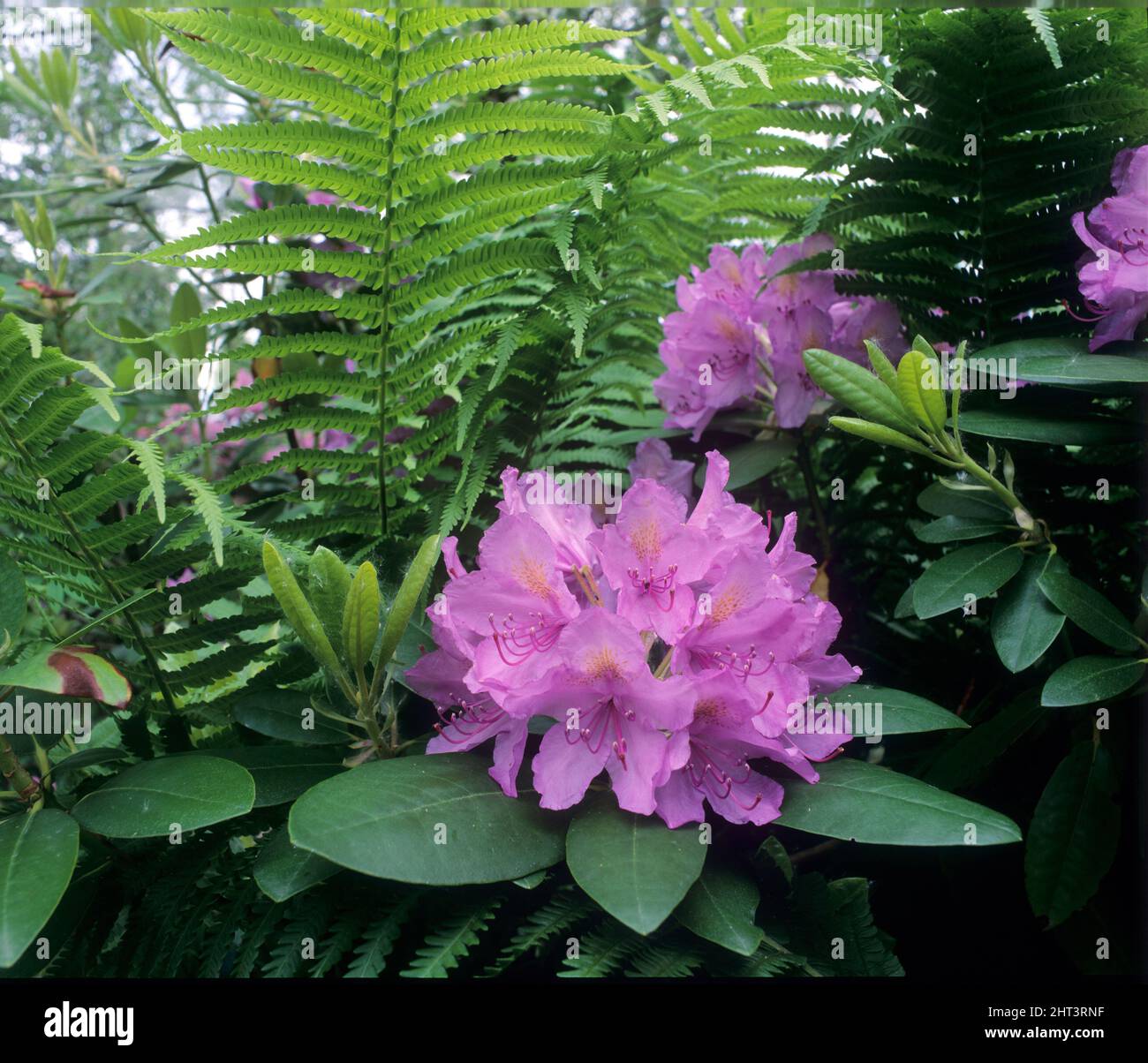 Rododendro dei boschi immagini e fotografie stock ad alta risoluzione ...