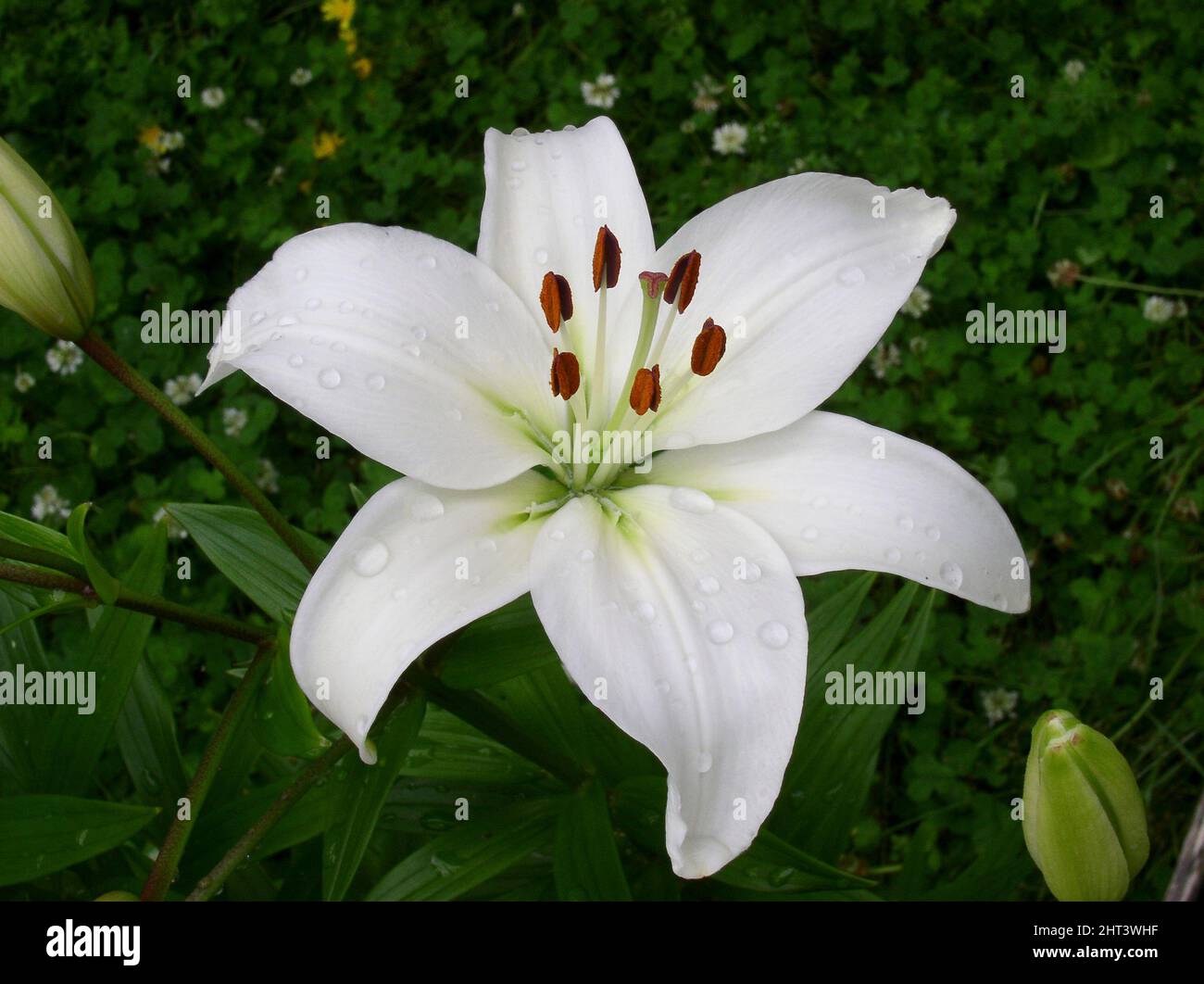 Vit blomma immagini e fotografie stock ad alta risoluzione - Alamy