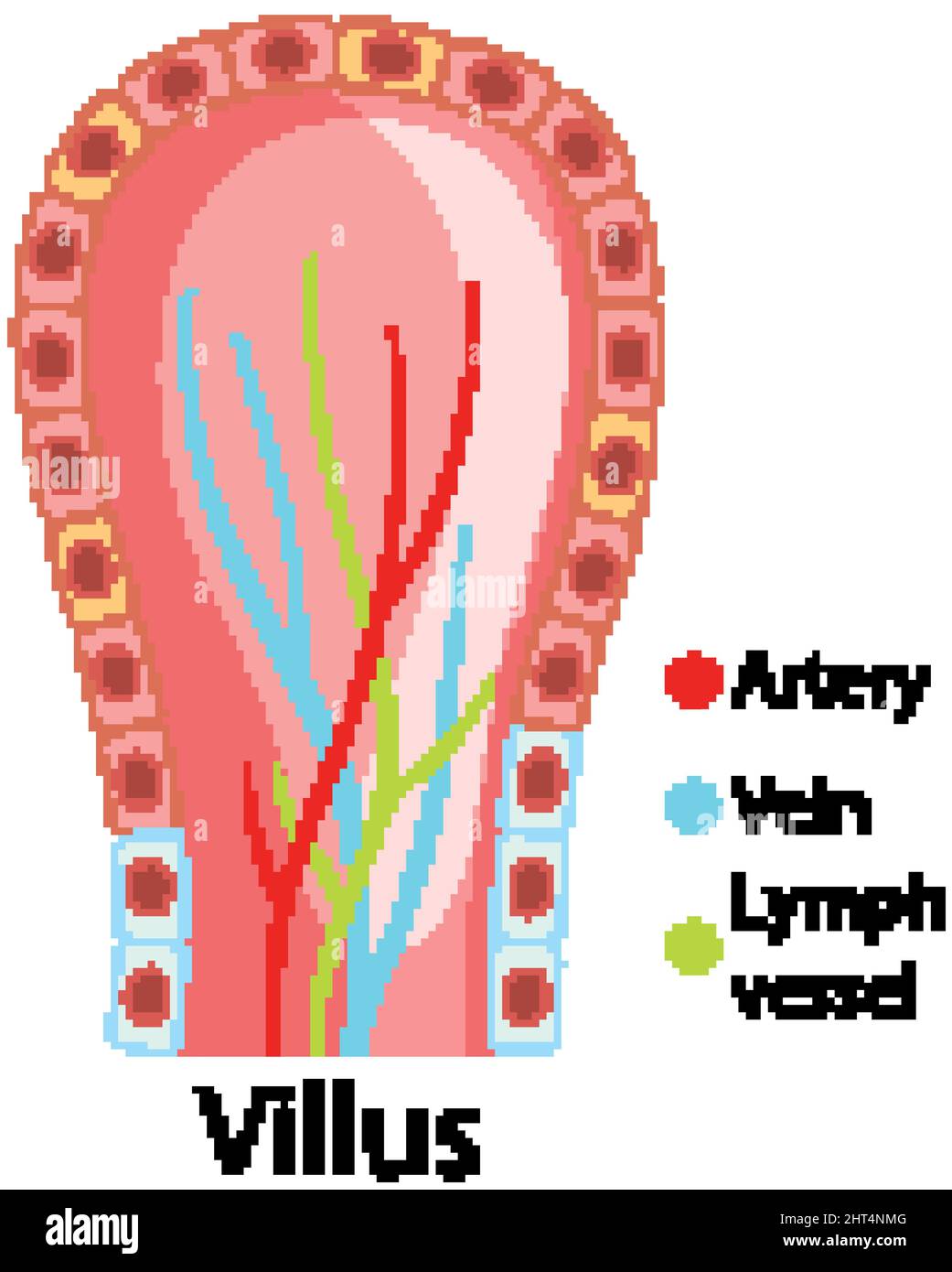 Villo intestinale umano anatomia immagini e fotografie stock ad alta ...