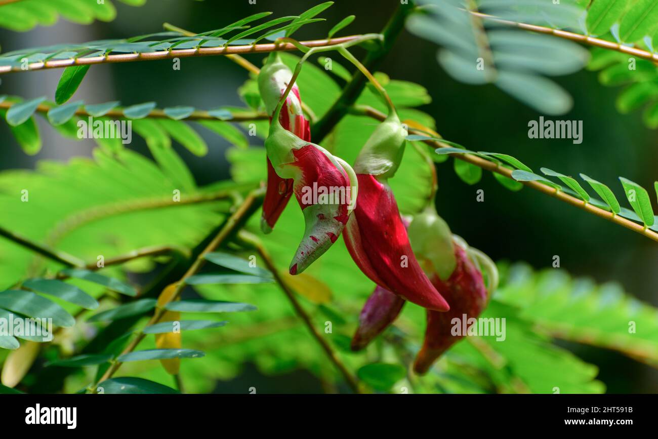 Piante medicinali in sri lanka immagini e fotografie stock ad alta ...