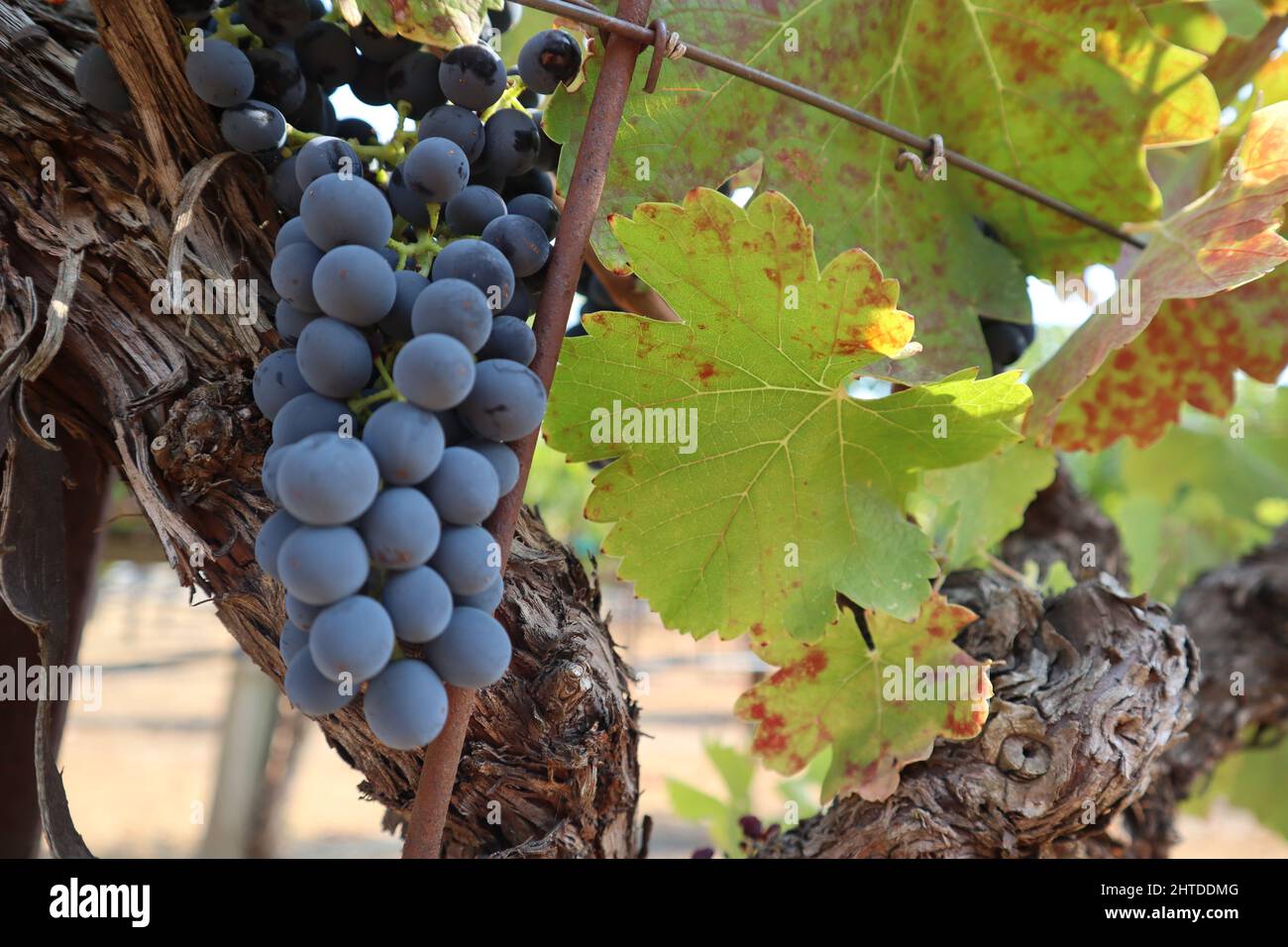 Primo piano del vino rosso grappolo d'uva cabernet sauvignon sulla vite ...
