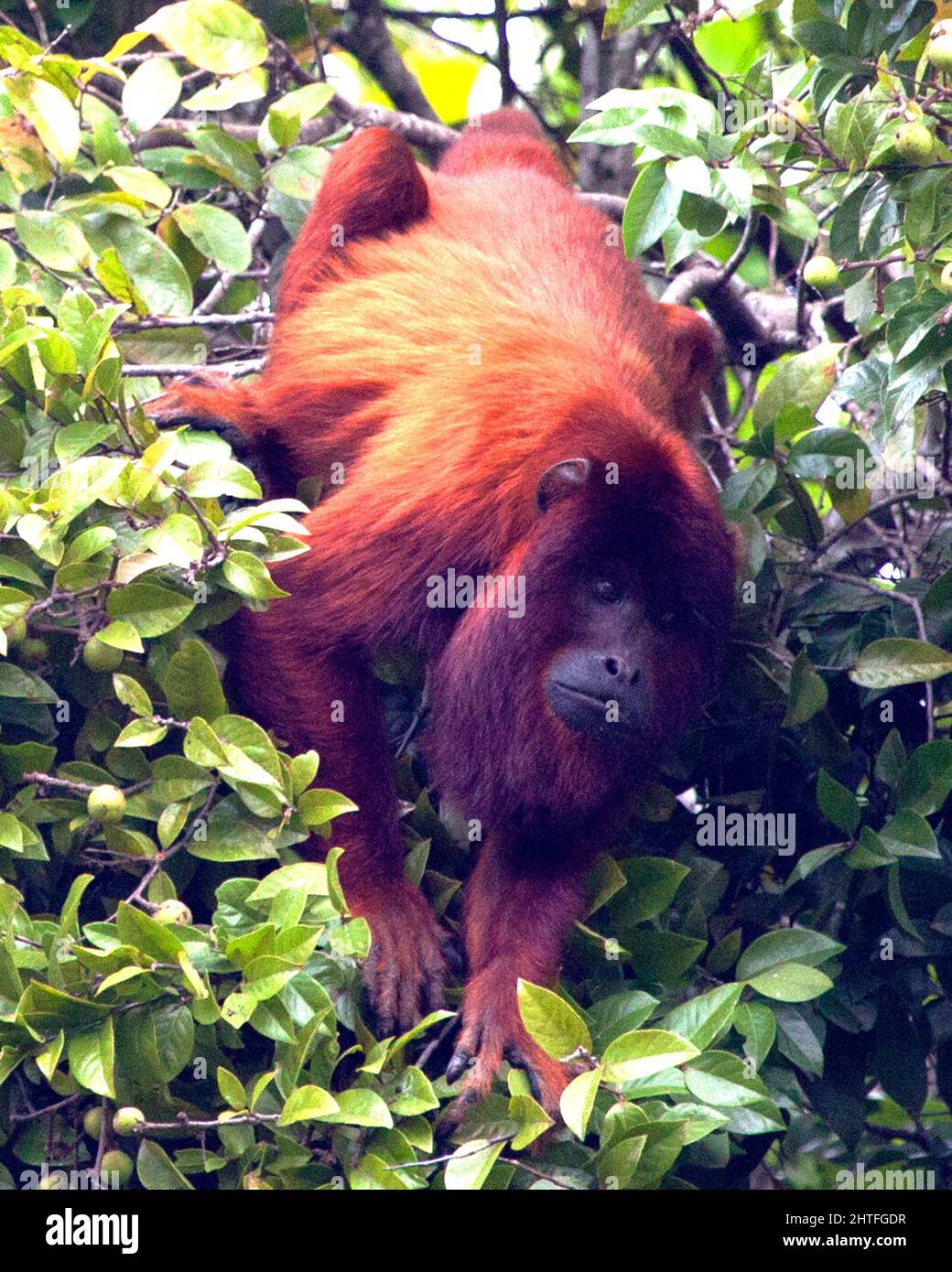 Ritratto da primo piano di una scimmia urlatrice rossa boliviana ...