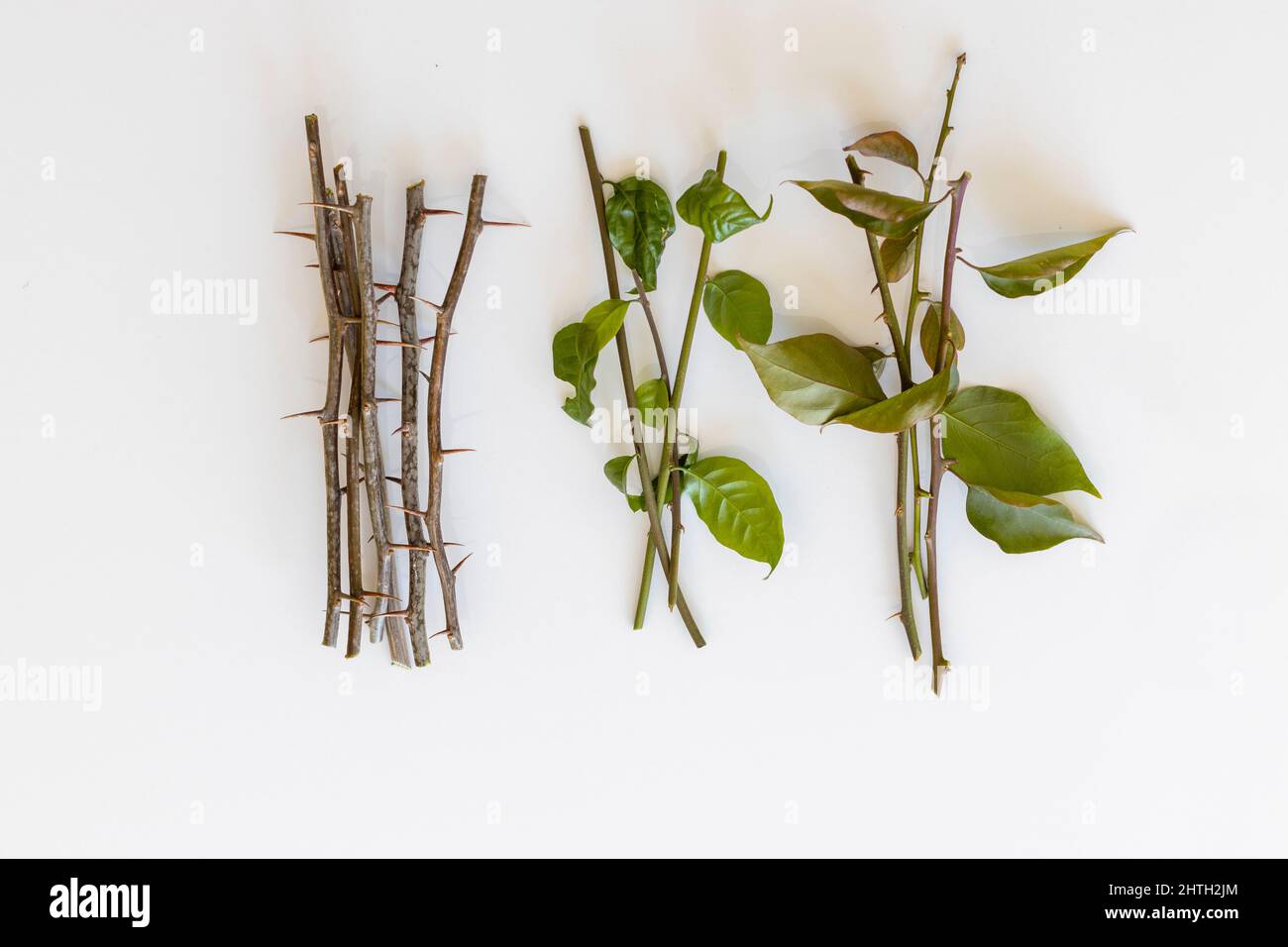 Come coltivare la bouganville dalle talee immagini e fotografie stock ...