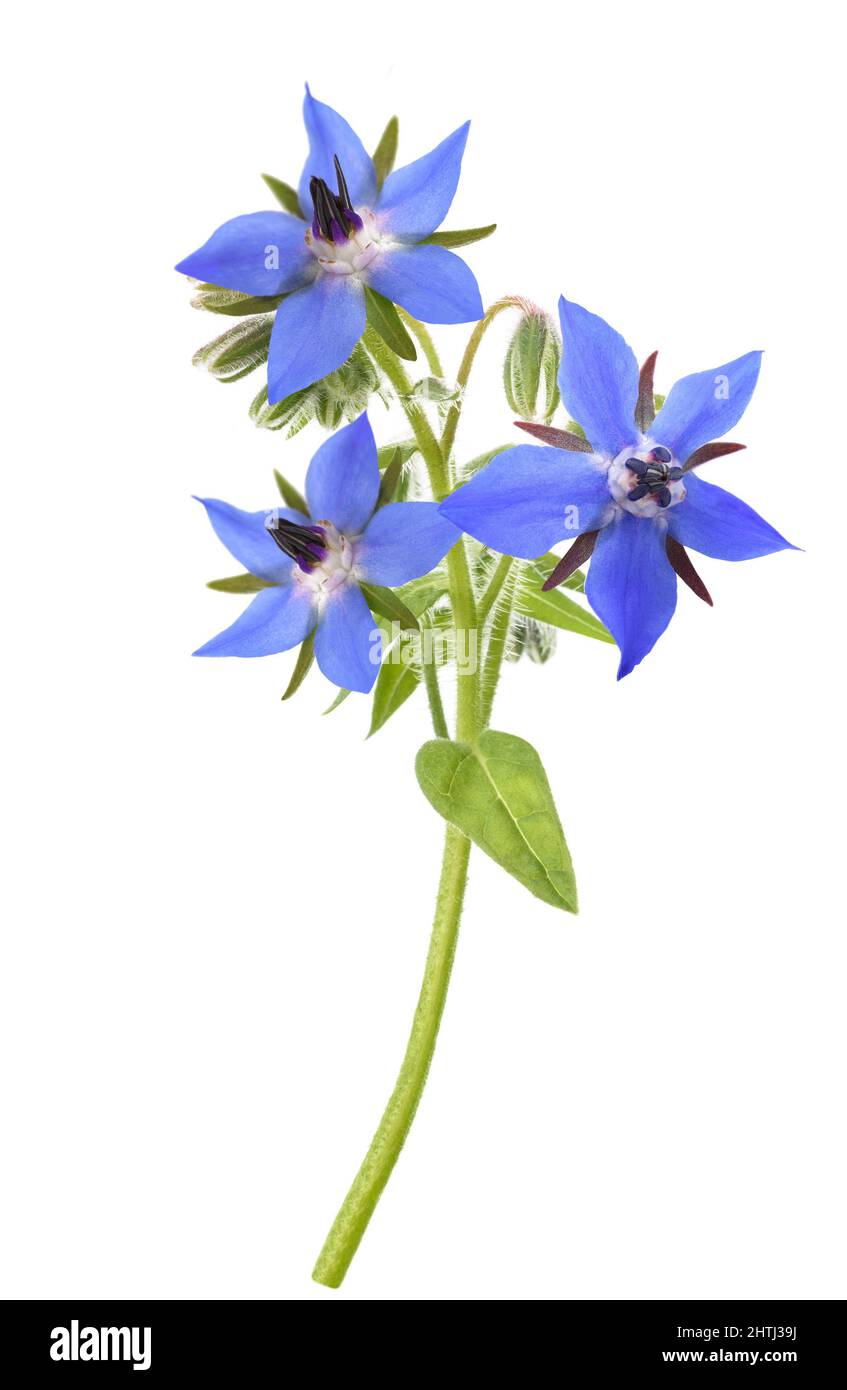 Pianta di borragine con fiori blu borago officinalis immagini e ...