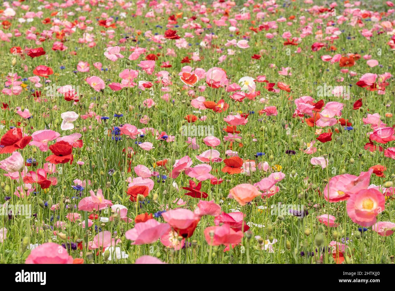 Fiori di campo in giardino immagini e fotografie stock ad alta ...