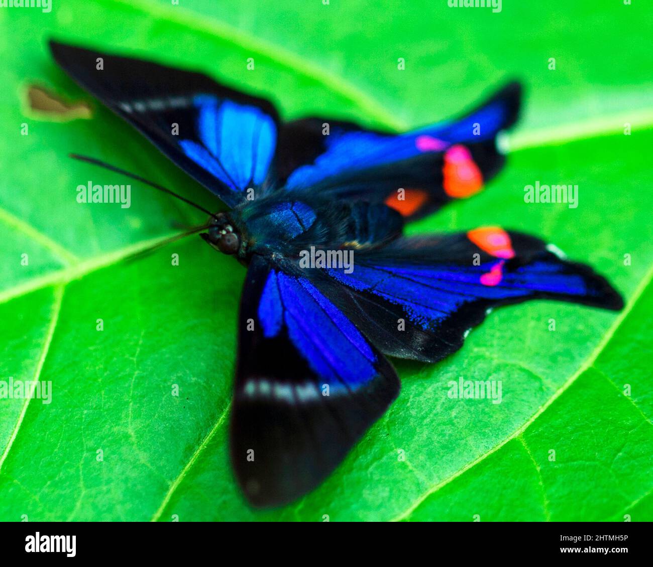 Bruco farfalla morpho blu immagini e fotografie stock ad alta ...