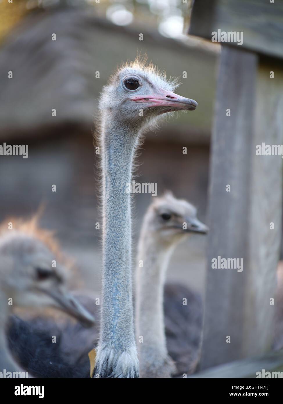 Struzzi divertenti immagini e fotografie stock ad alta risoluzione - Alamy