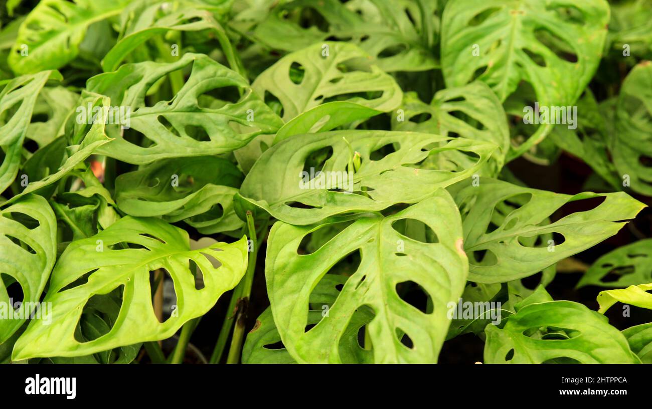 Piante di monstera in natura immagini e fotografie stock ad alta ...