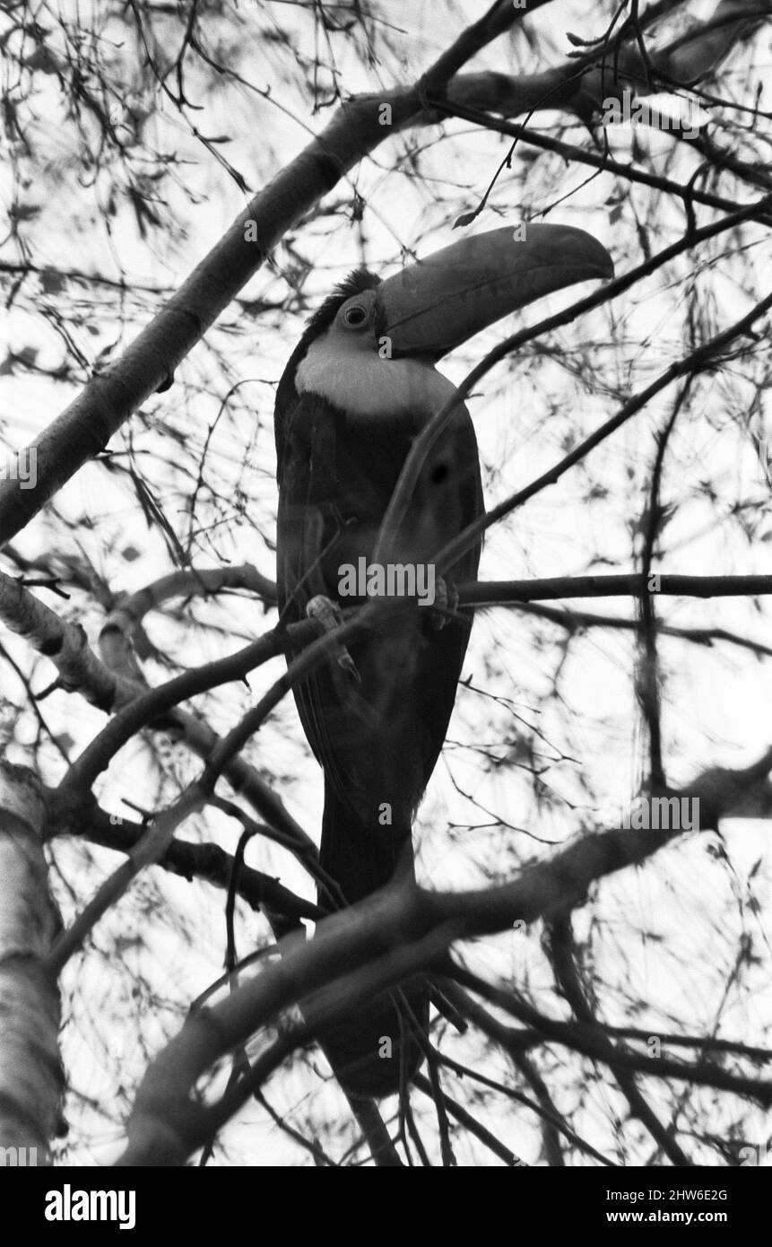 Chiamata a tutti i toucans. Toby un toucan di cinque anni sulfer Breast ...