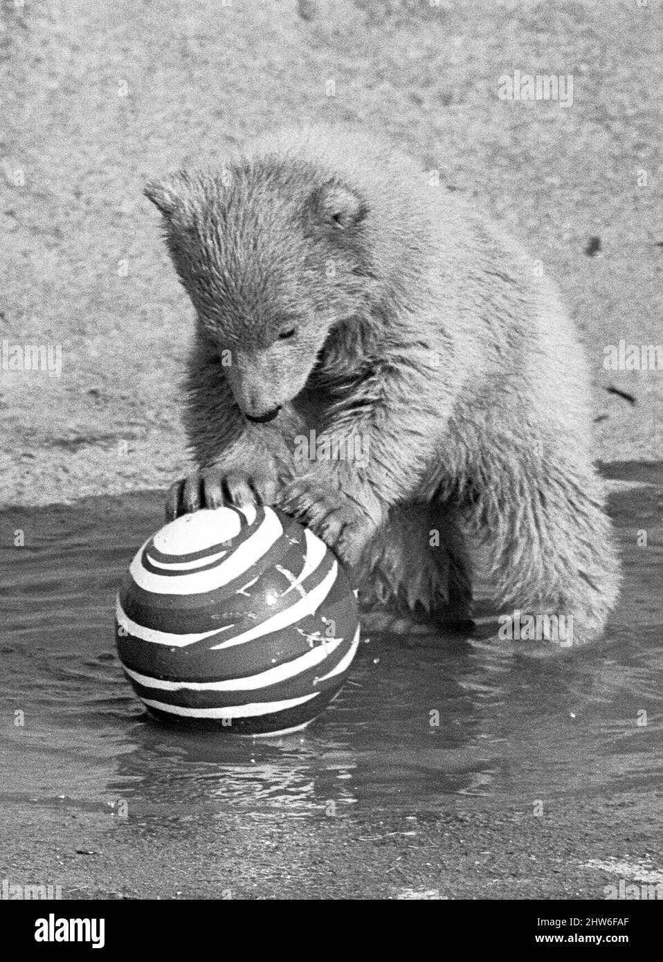 Pipaluk il cucciolo dell'orso polare si avventura fuori dalla sua tana ...