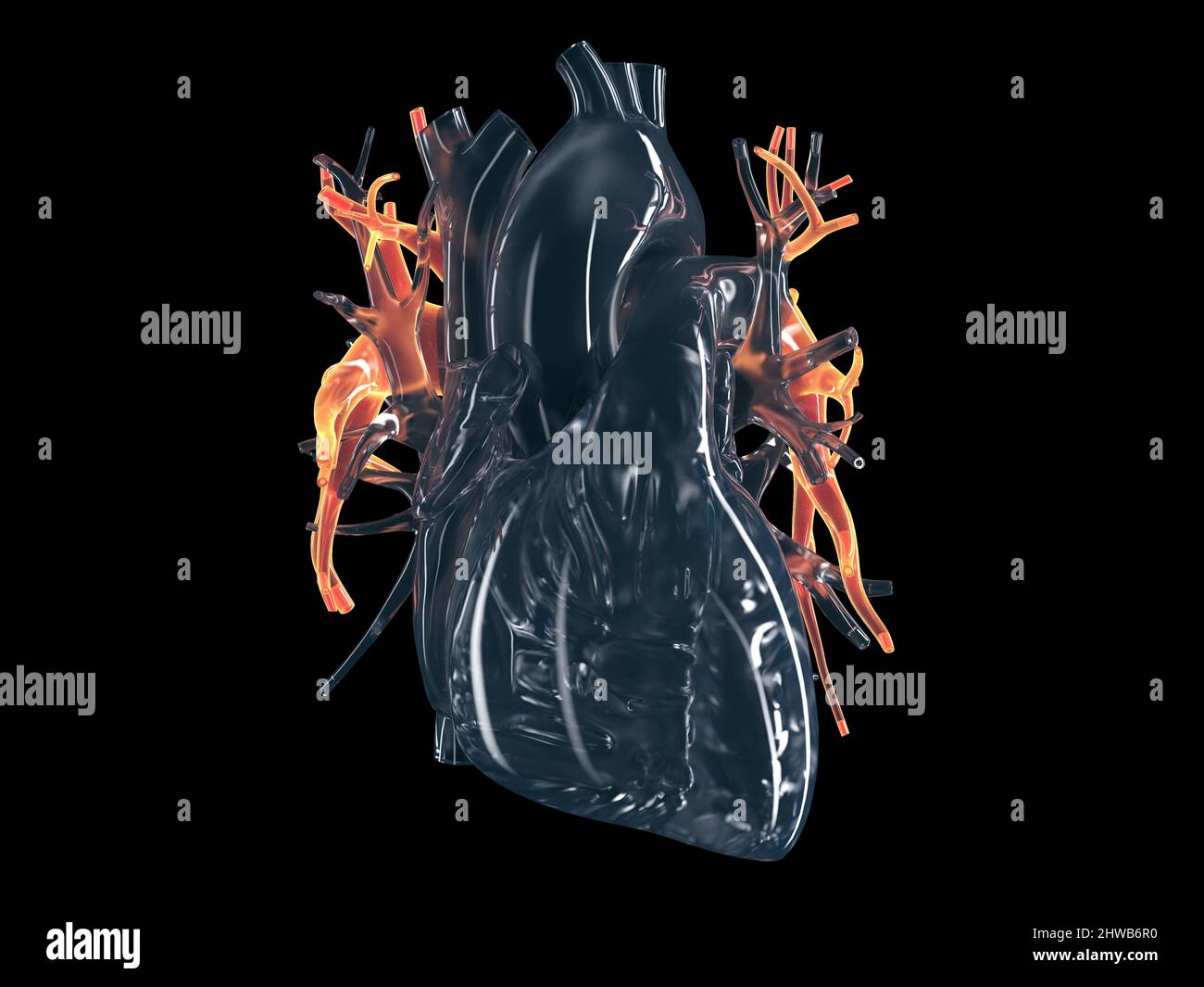 Arterie polmonari immagini e fotografie stock ad alta risoluzione - Alamy