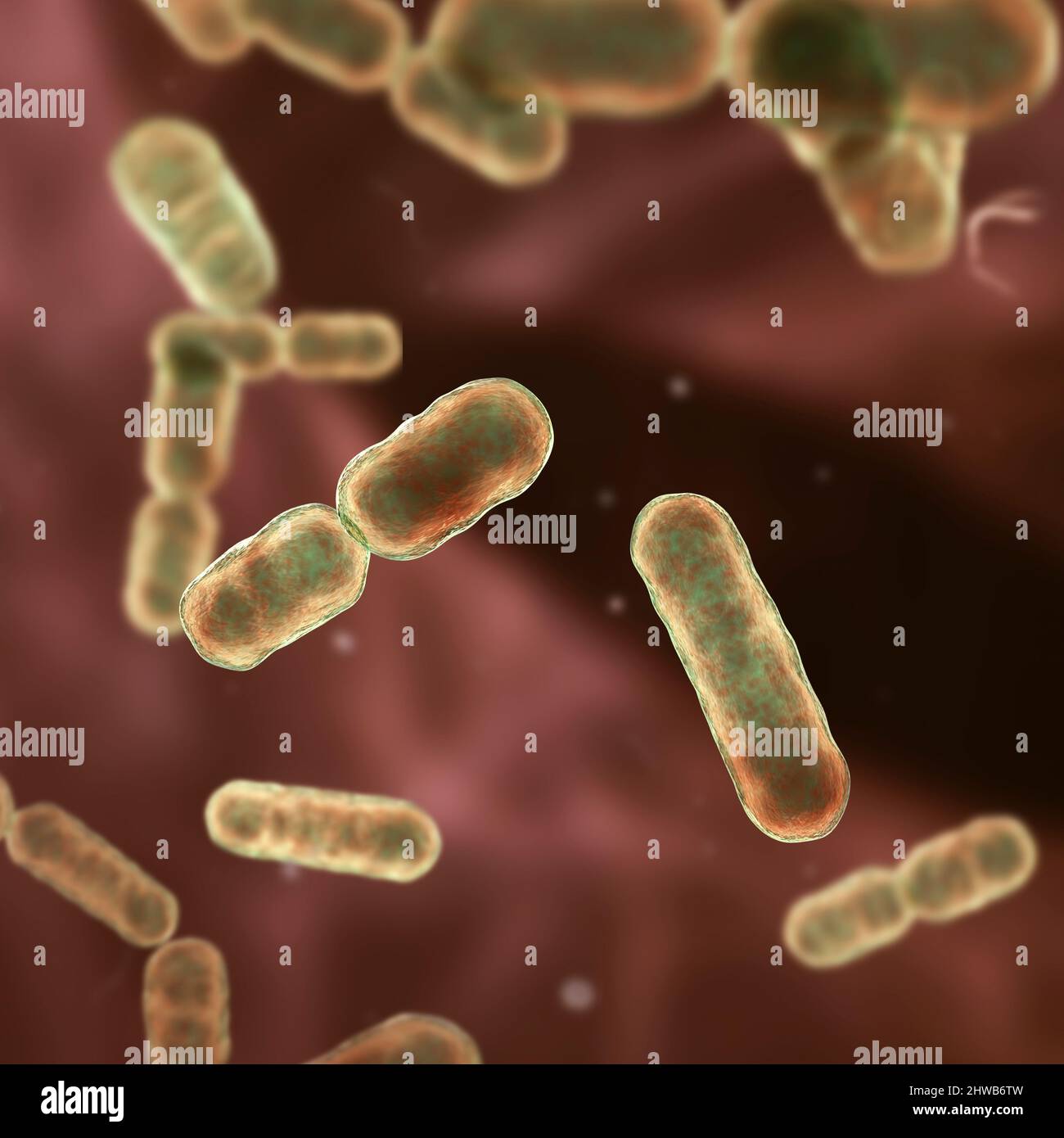Bacteroides fragilis immagini e fotografie stock ad alta risoluzione ...