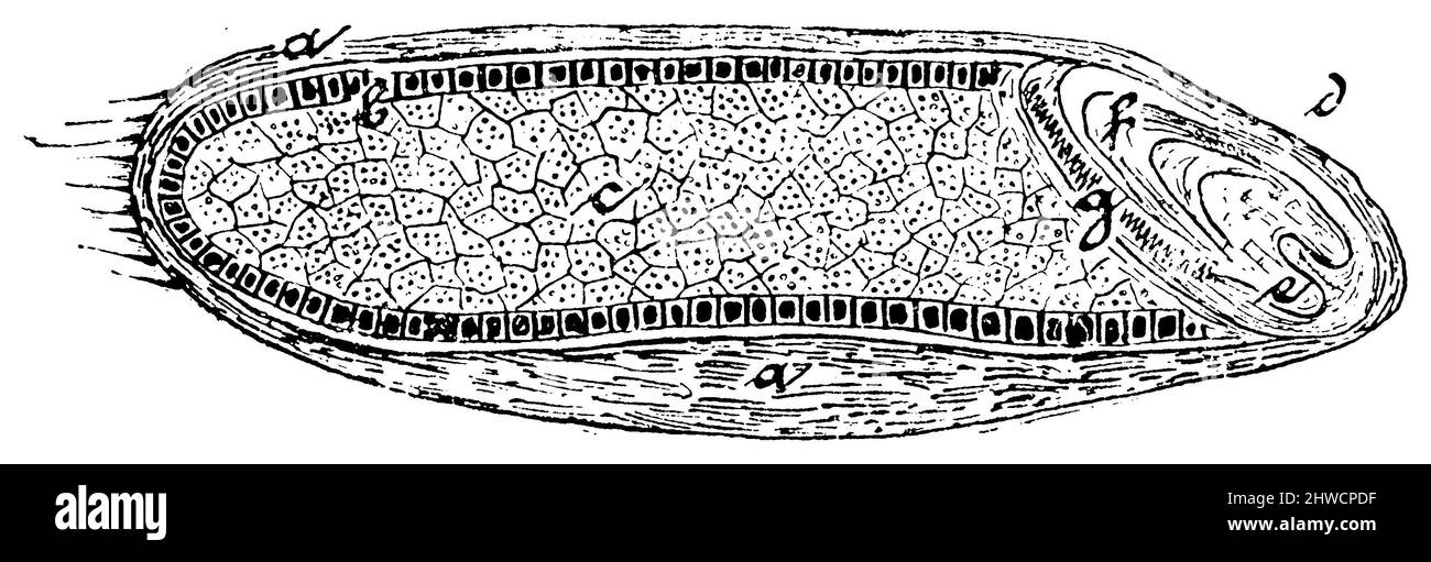 guscio di segale, strato di colla b, cellule c riempite con grani di ...