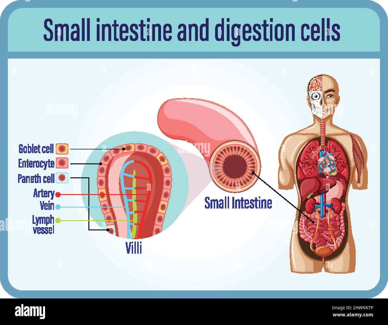 Células del intestino delgado Immagini Vettoriali Stock - Alamy