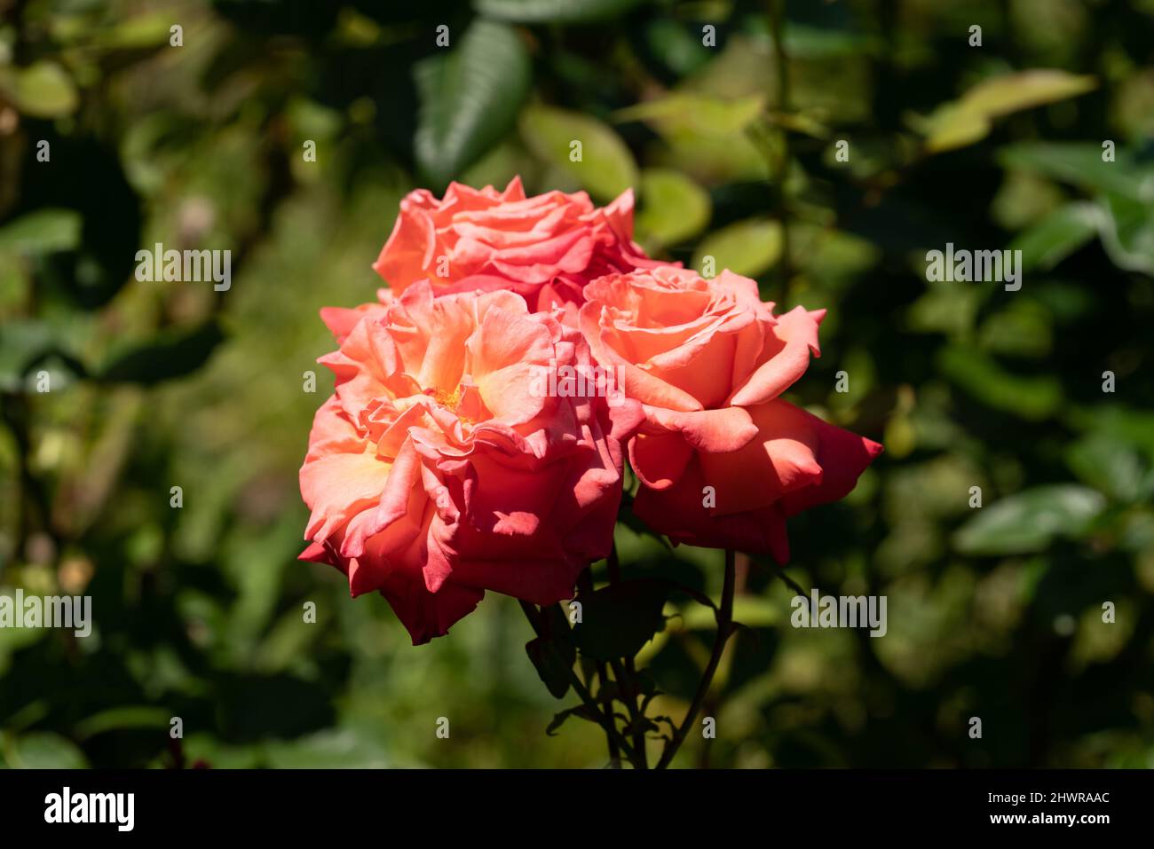 Rose di pesca immagini e fotografie stock ad alta risoluzione - Alamy