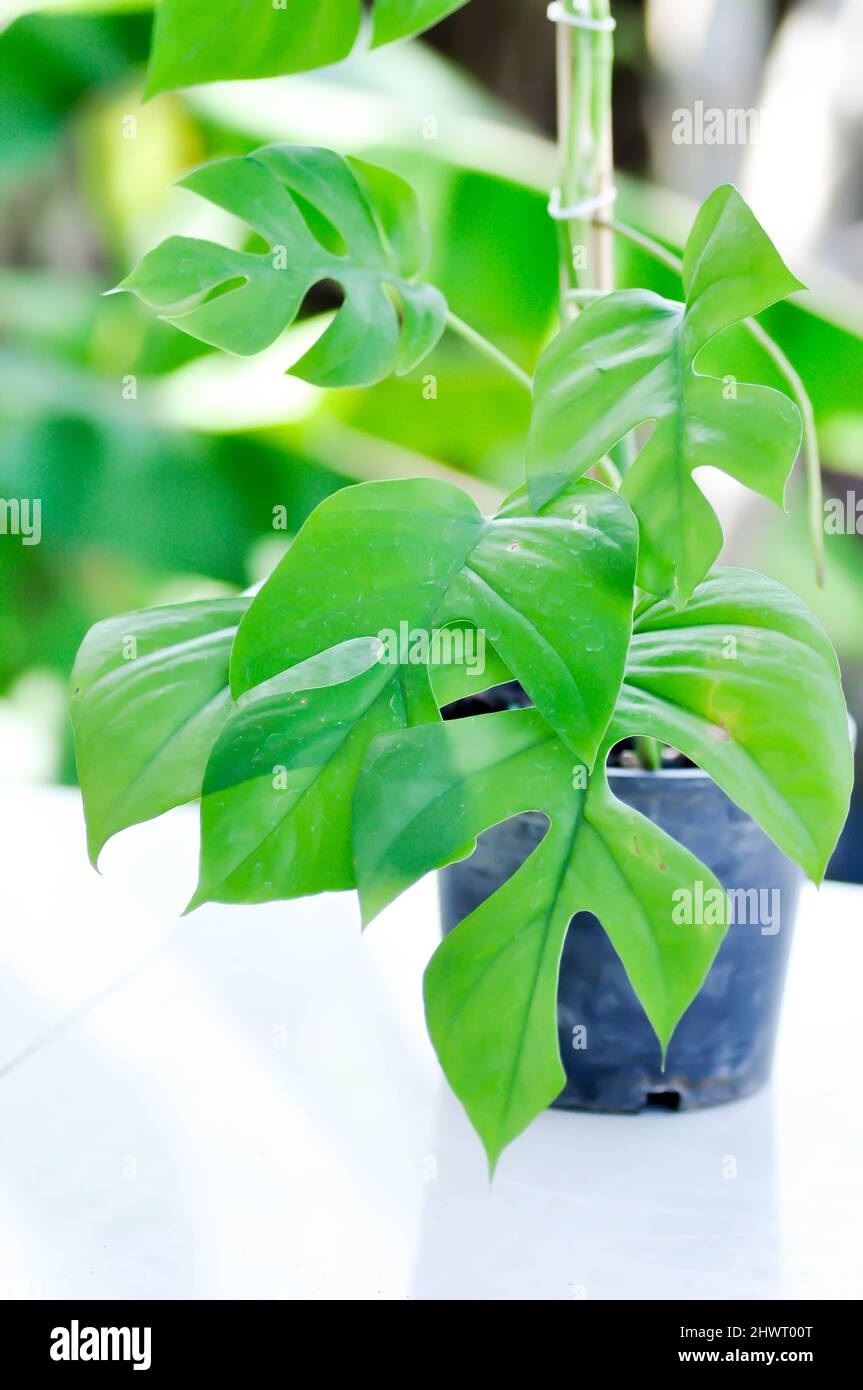 Mini Monstera, Monstera deliciosa Liebm o Philodendron ginny o ...