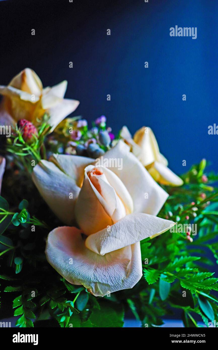 Rose di pesca immagini e fotografie stock ad alta risoluzione - Alamy