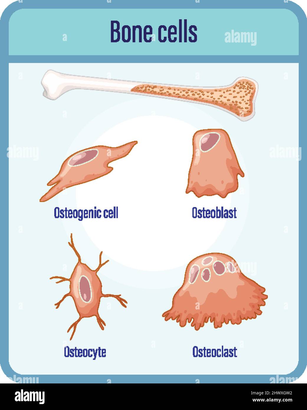 Anatomia delle cellule osteogeniche immagini e fotografie stock ad alta ...