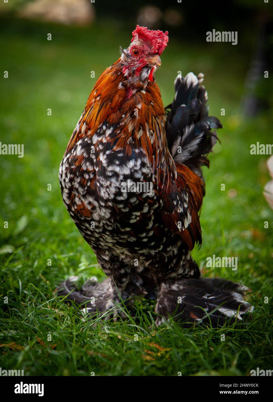 Galletto bantam immagini e fotografie stock ad alta risoluzione - Alamy
