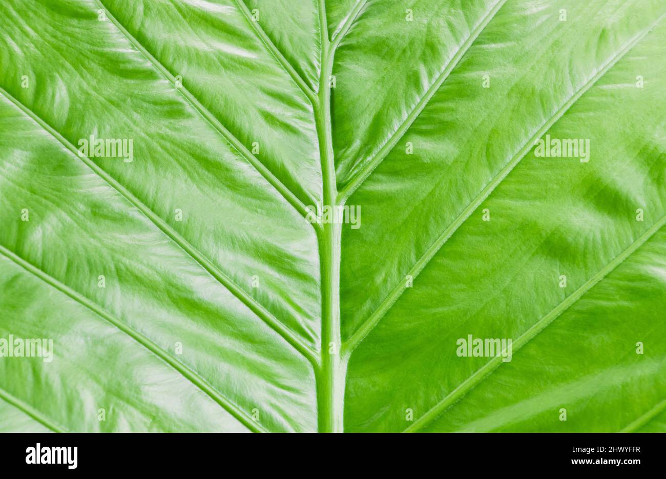 Texture foglie di Alocasia o fondo di foglie di caladio.( Alocasia ...