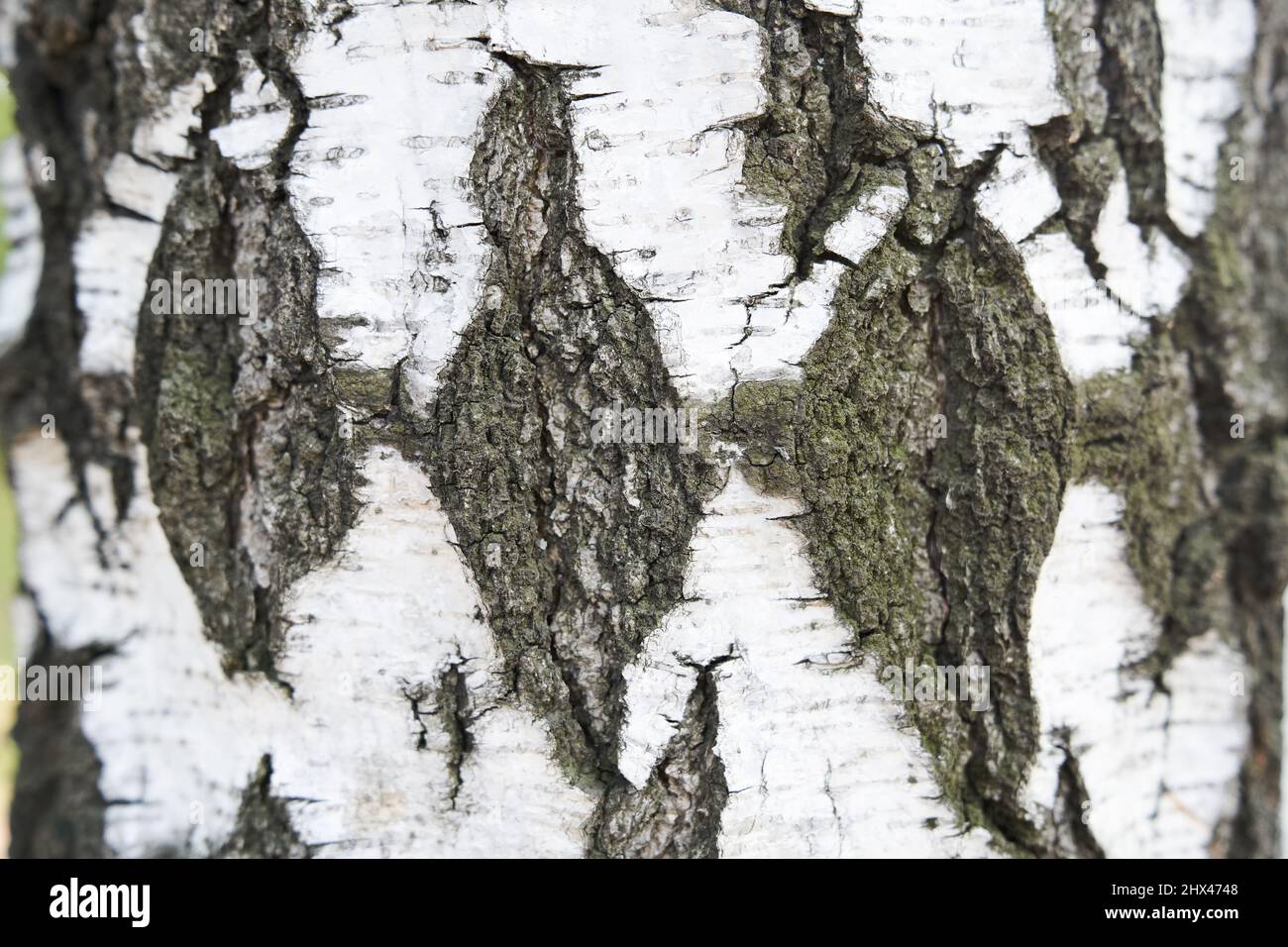 Il tronco di un albero di betulla. Rombo bianco e nero e struttura ...