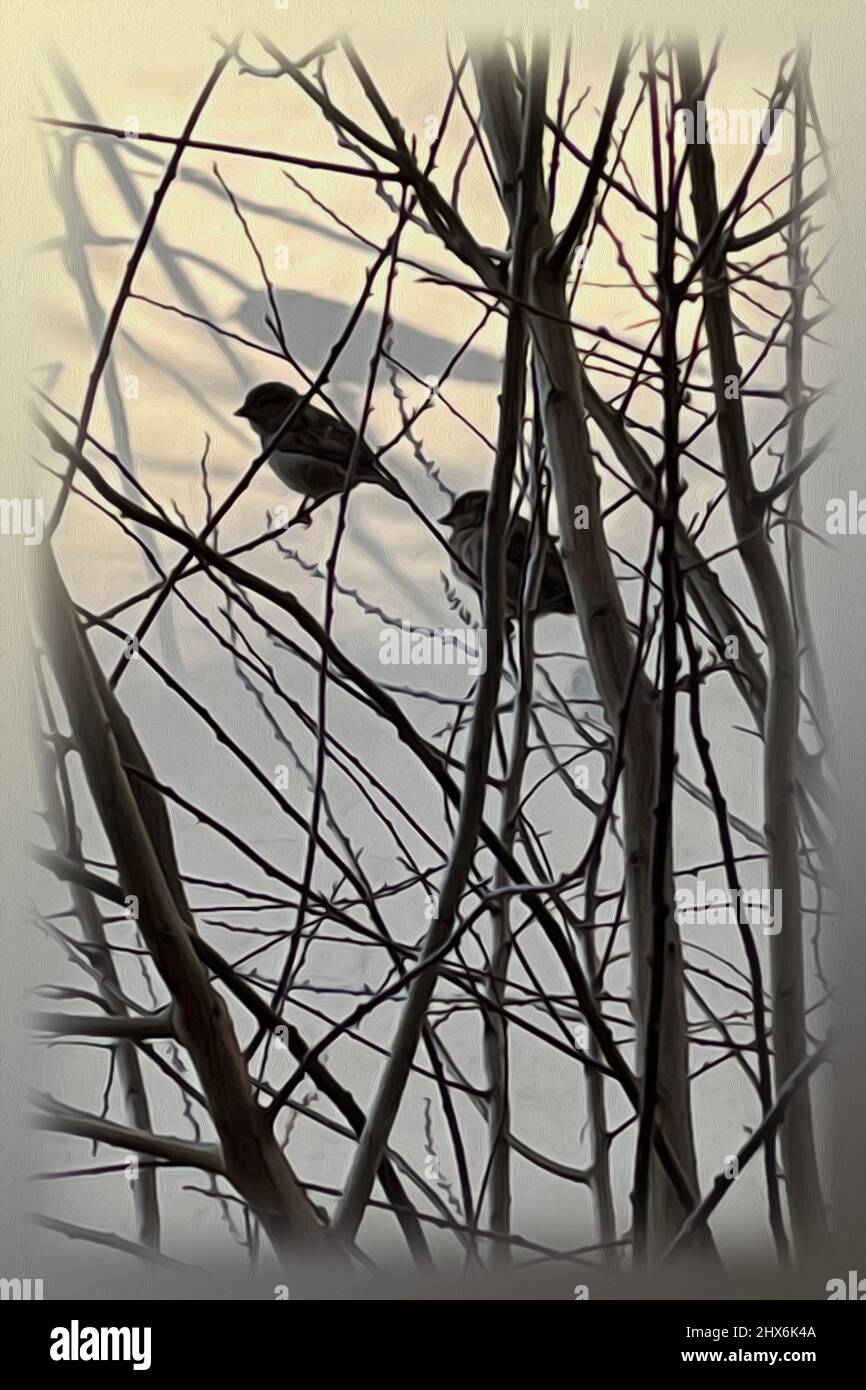 Uccelli sui rami immagini e fotografie stock ad alta risoluzione - Alamy