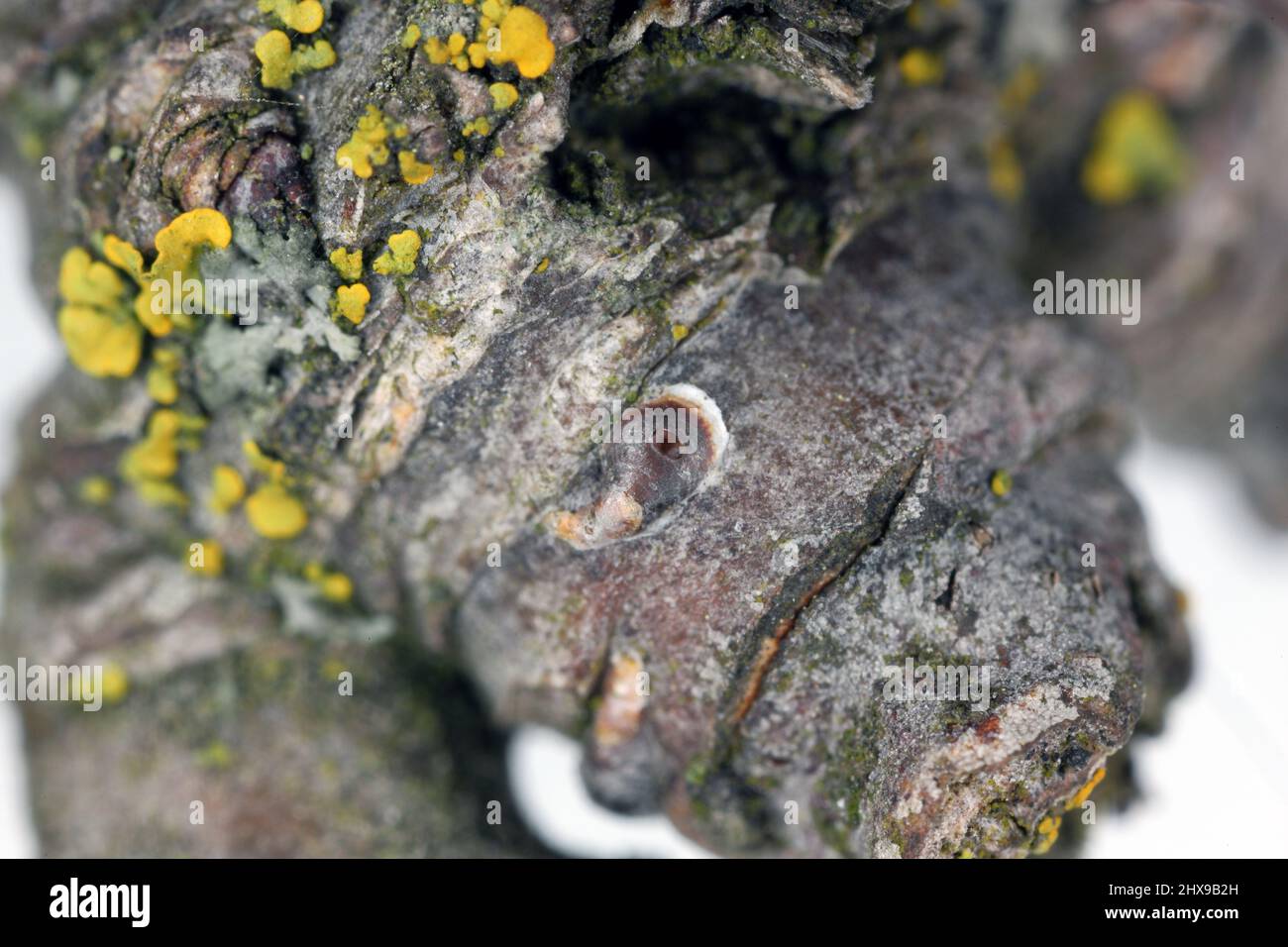 Scala di muselli di mele o scala di ostershell (Lepidothes ulmi ...