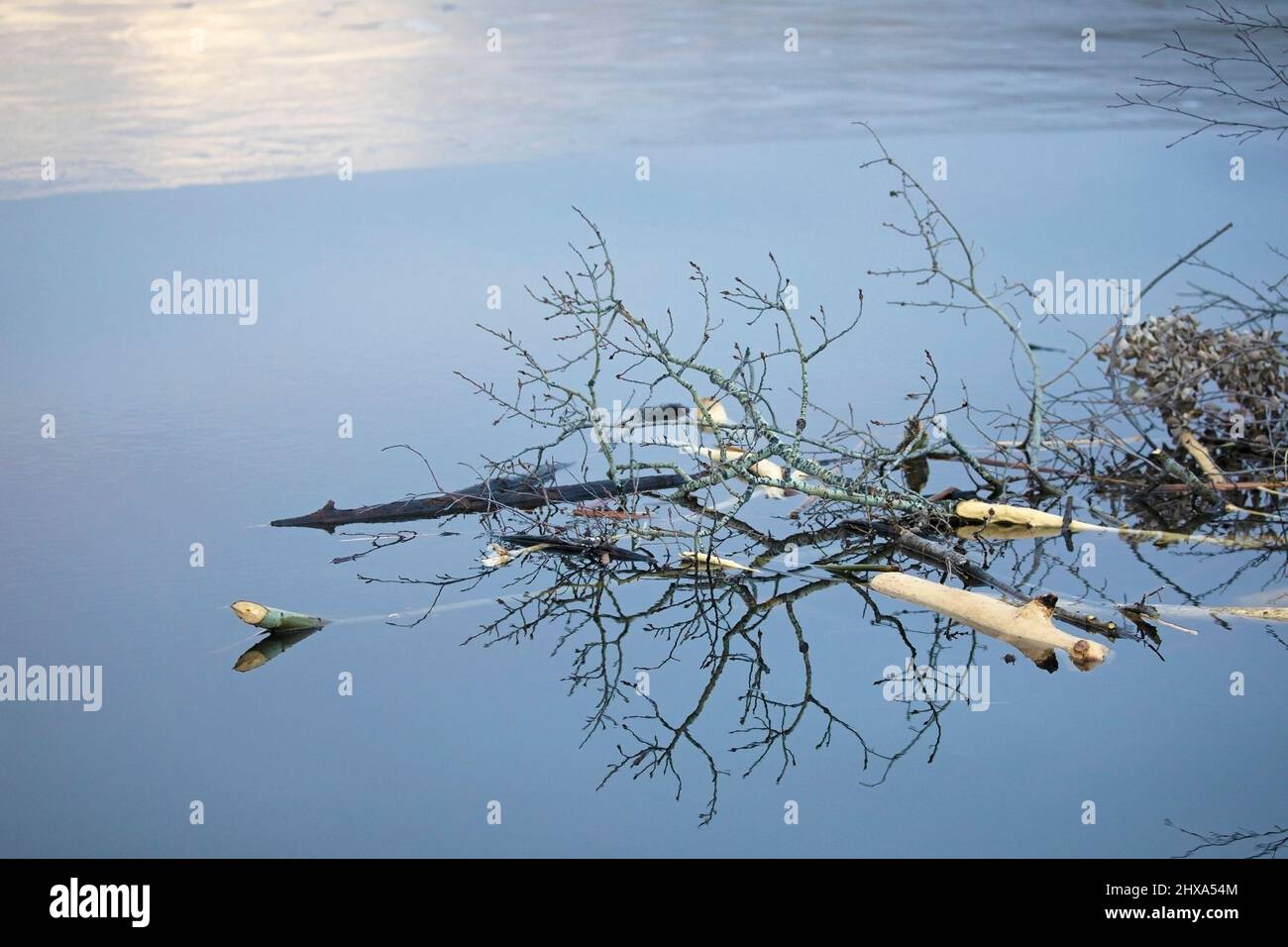 Dispensa di castoro immagini e fotografie stock ad alta risoluzione - Alamy