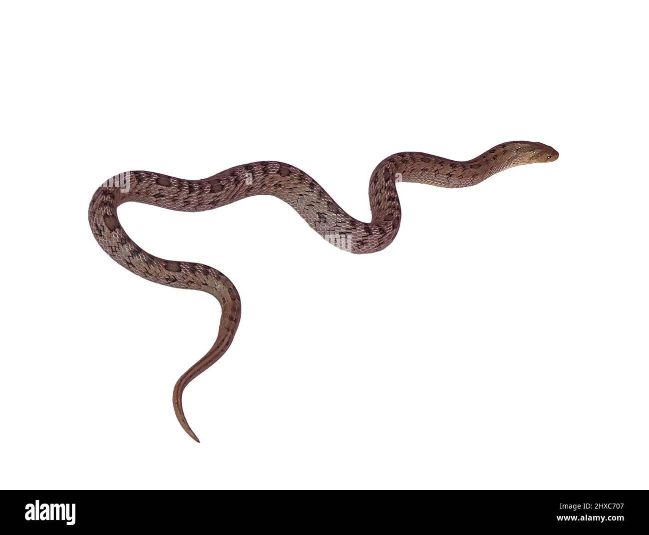 Vettore di serpente immagini e fotografie stock ad alta risoluzione - Alamy