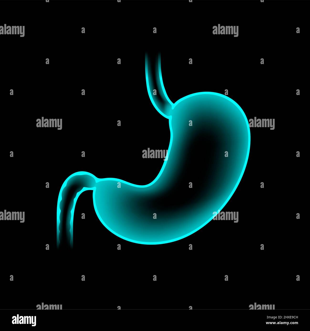 Anatomia corpo umano stomaco gastrico digestivo immagini e fotografie ...