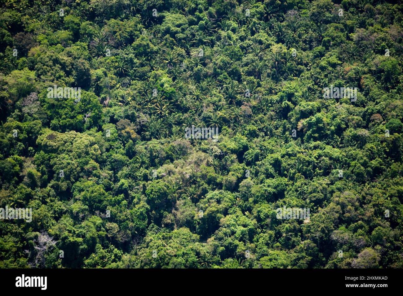 Foresta pluviale primaria foresta pluviale immagini e fotografie stock ...