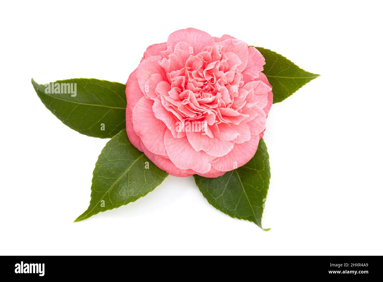 Camelia disegno Immagini senza sfondo e Foto Stock ritagliate - Alamy
