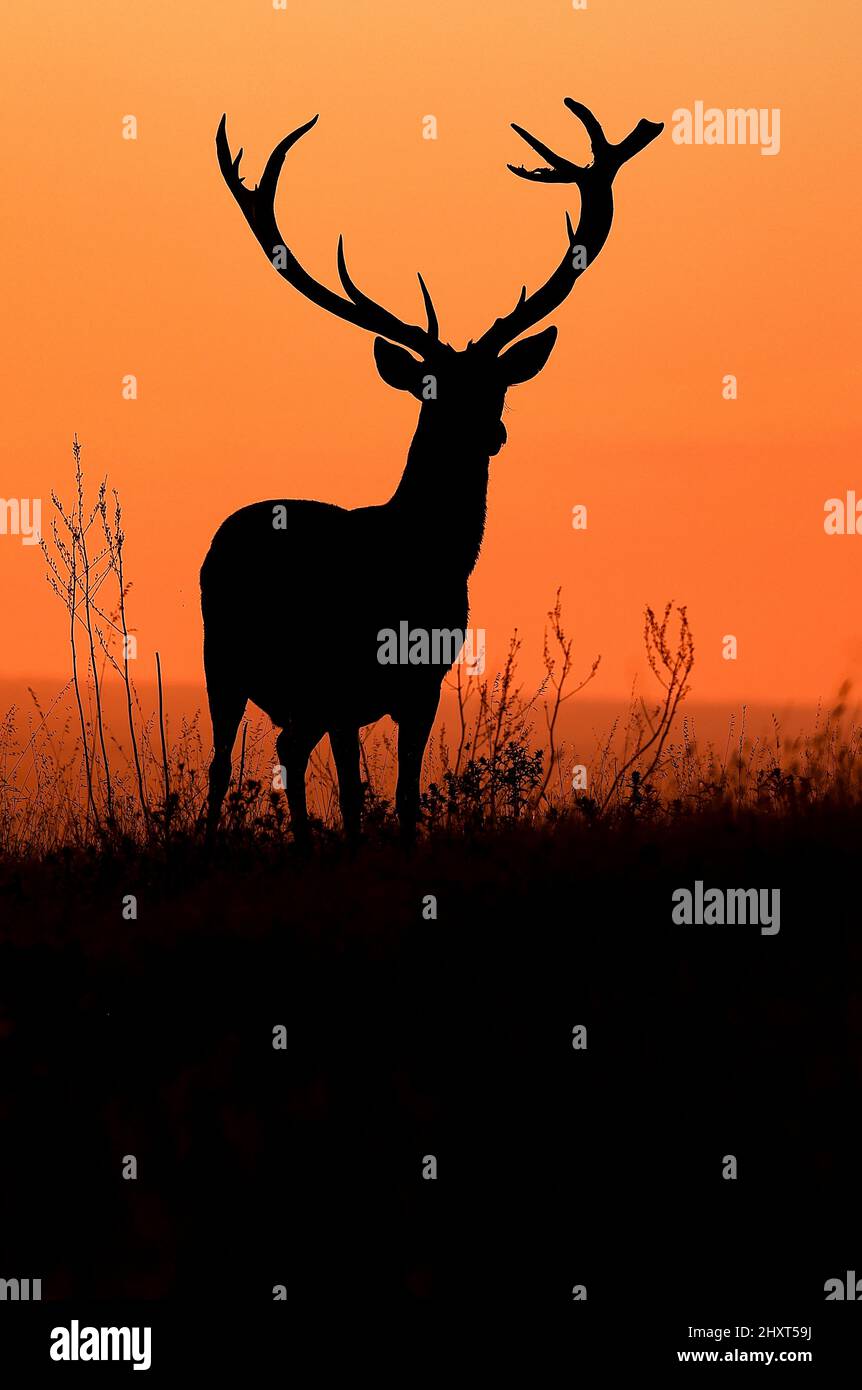 Fotografia artistica dei cervi nobili immagini e fotografie stock ad ...