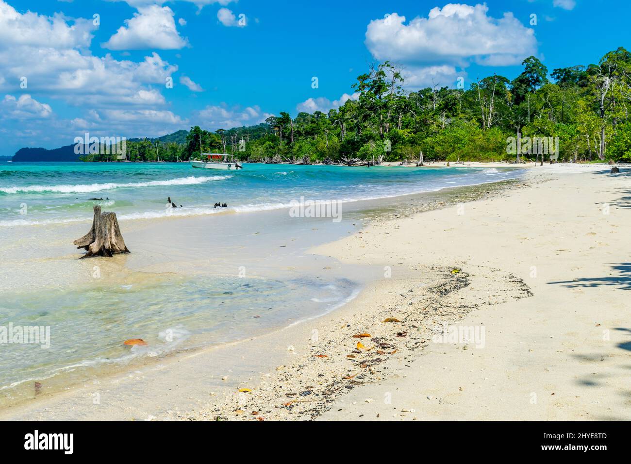 Elephant beach immagini e fotografie stock ad alta risoluzione - Alamy