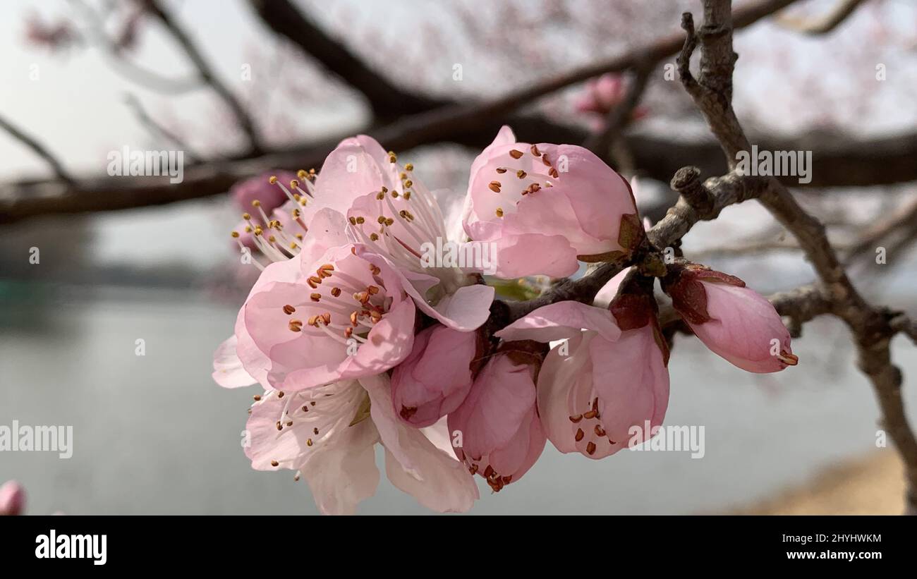 Pechino, Pechino, Cina. 15th Mar 2022. 15 marzo 2022, Pechino, fiore di ...