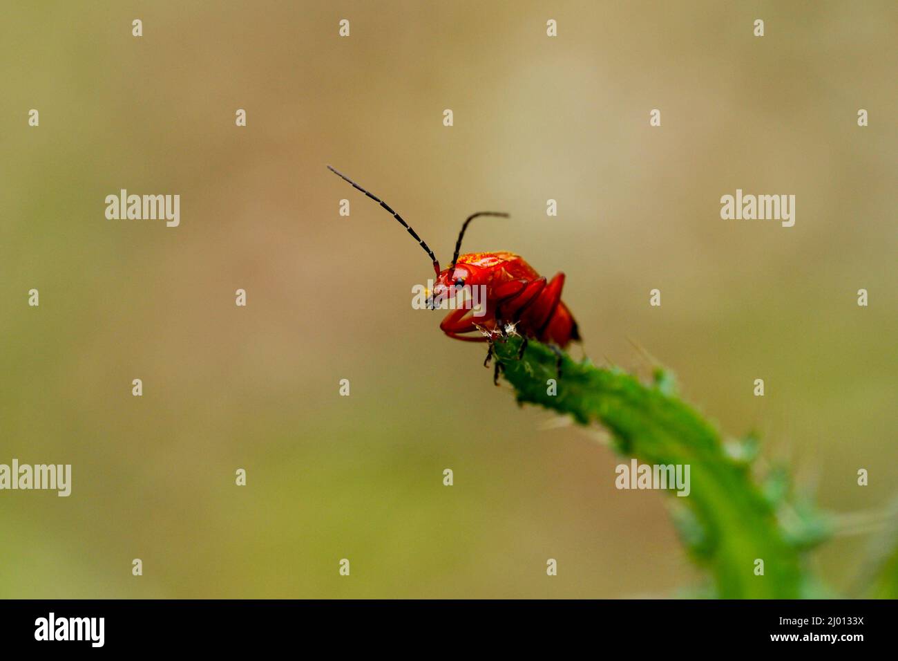 Scarabeo del mondo degli insetti immagini e fotografie stock ad alta ...