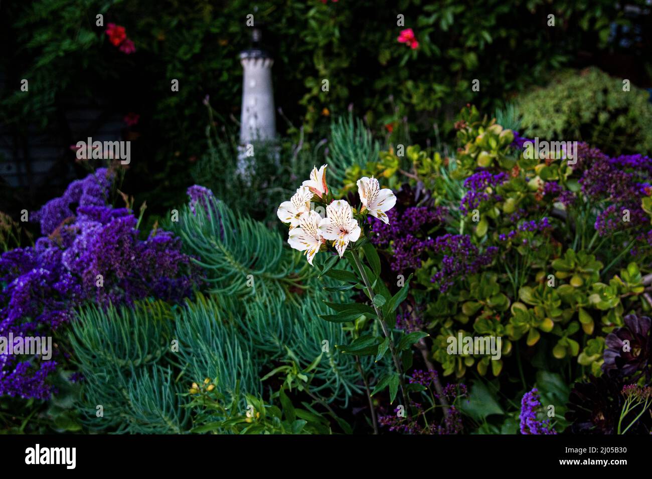 Fiori colorati dell'ombra del giardino immagini e fotografie stock ad ...