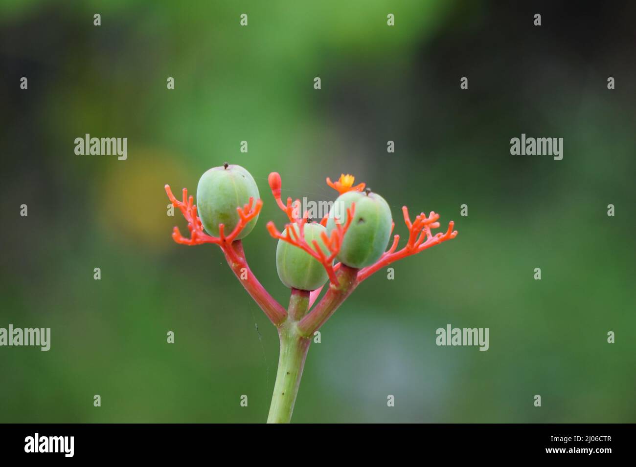 Jatropha podagrica (chiamato anche Jarak bali, jarak batang gajah, Gout ...