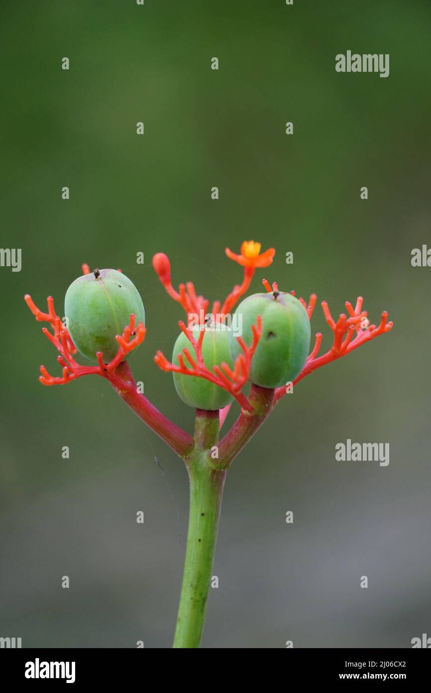 Jatropha podagrica (chiamato anche Jarak bali, jarak batang gajah, Gout ...
