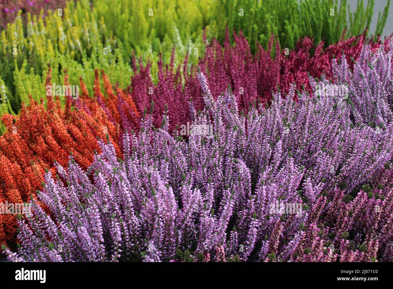 Erica colorata immagini e fotografie stock ad alta risoluzione - Alamy