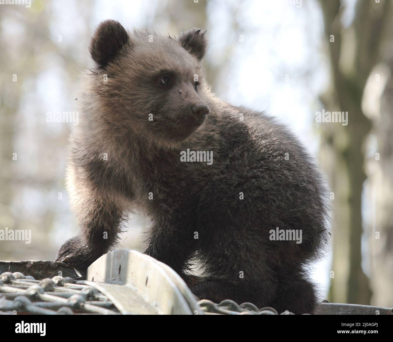 Cucciolo di orso che saluta immagini e fotografie stock ad alta ...