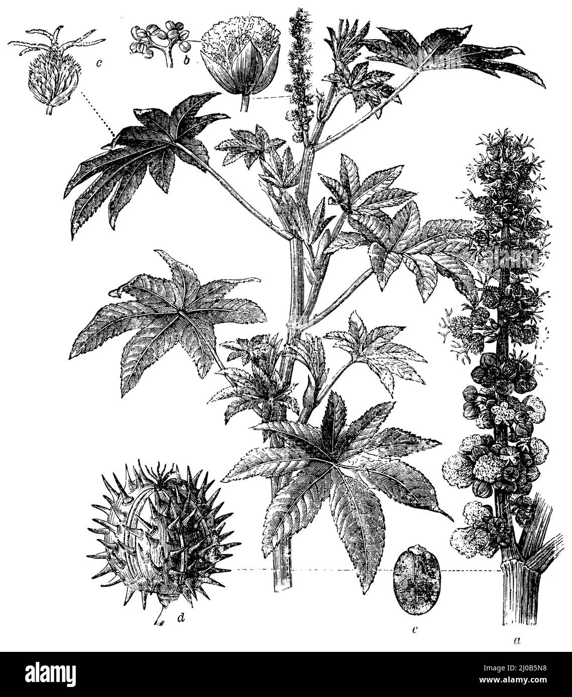 Albero di ricino o ricinus ricinus communis Foto e Immagini Stock in ...