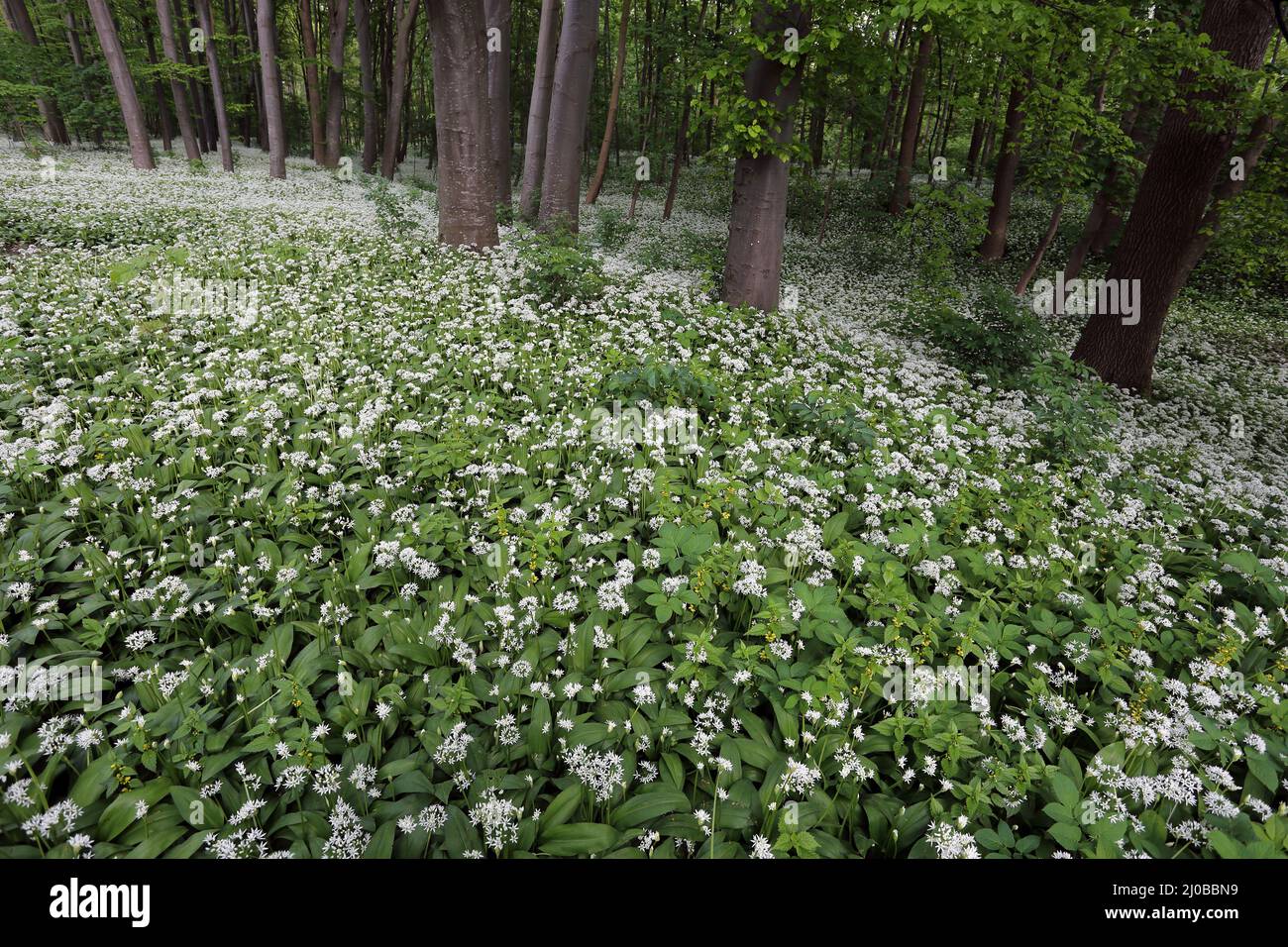 Legni allium ursinum ramsons buckram aglio selvatico immagini e ...
