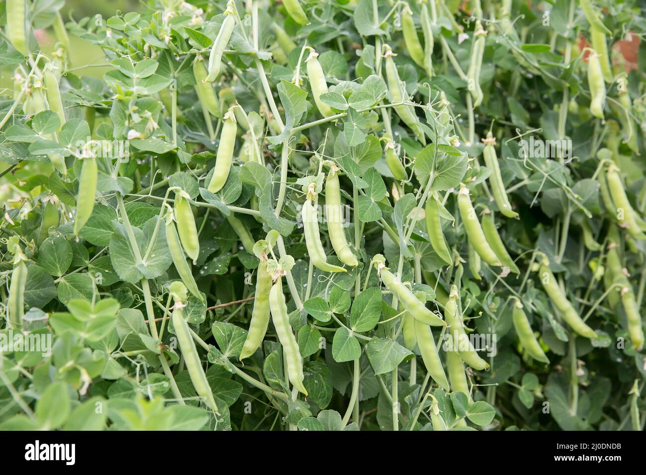 Come coltivare piselli in giardino immagini e fotografie stock ad alta ...