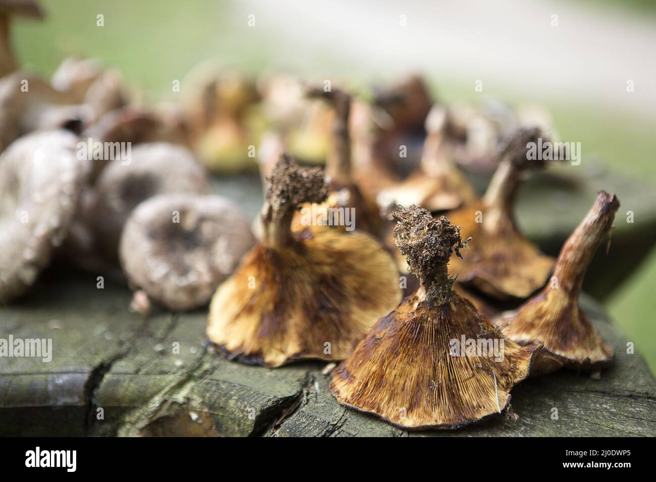Funghi velenosi o tossici immagini e fotografie stock ad alta ...