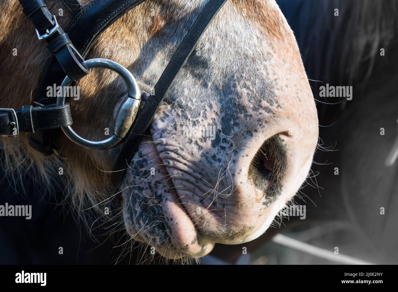 Alle narici immagini e fotografie stock ad alta risoluzione - Alamy