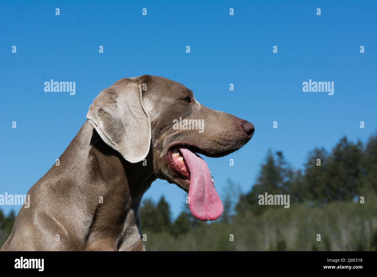 Lingua molto lunga immagini e fotografie stock ad alta risoluzione - Alamy